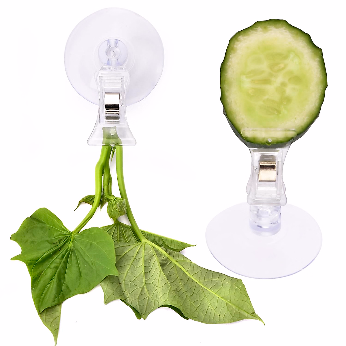 AccEncyc 12Pcs Veggie Clips Aquarium Seaweed Clips Fish Food Holder Wide Mouth Clips Plants Suction Cups Algae Clips for Freshwater and Marine Fish Tank (Plastic)