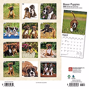 Boxer Puppies | 2024 12 x 24 Inch Monthly Square Wall Calendar | BrownTrout | Animals Dog Breeds Puppy