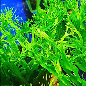 Mainam 3 Different Anubias Nana Java Fern Windelov Tropical Freshwater Live Aquarium Plant Decorations 3 Days BUY2GET1FREE
