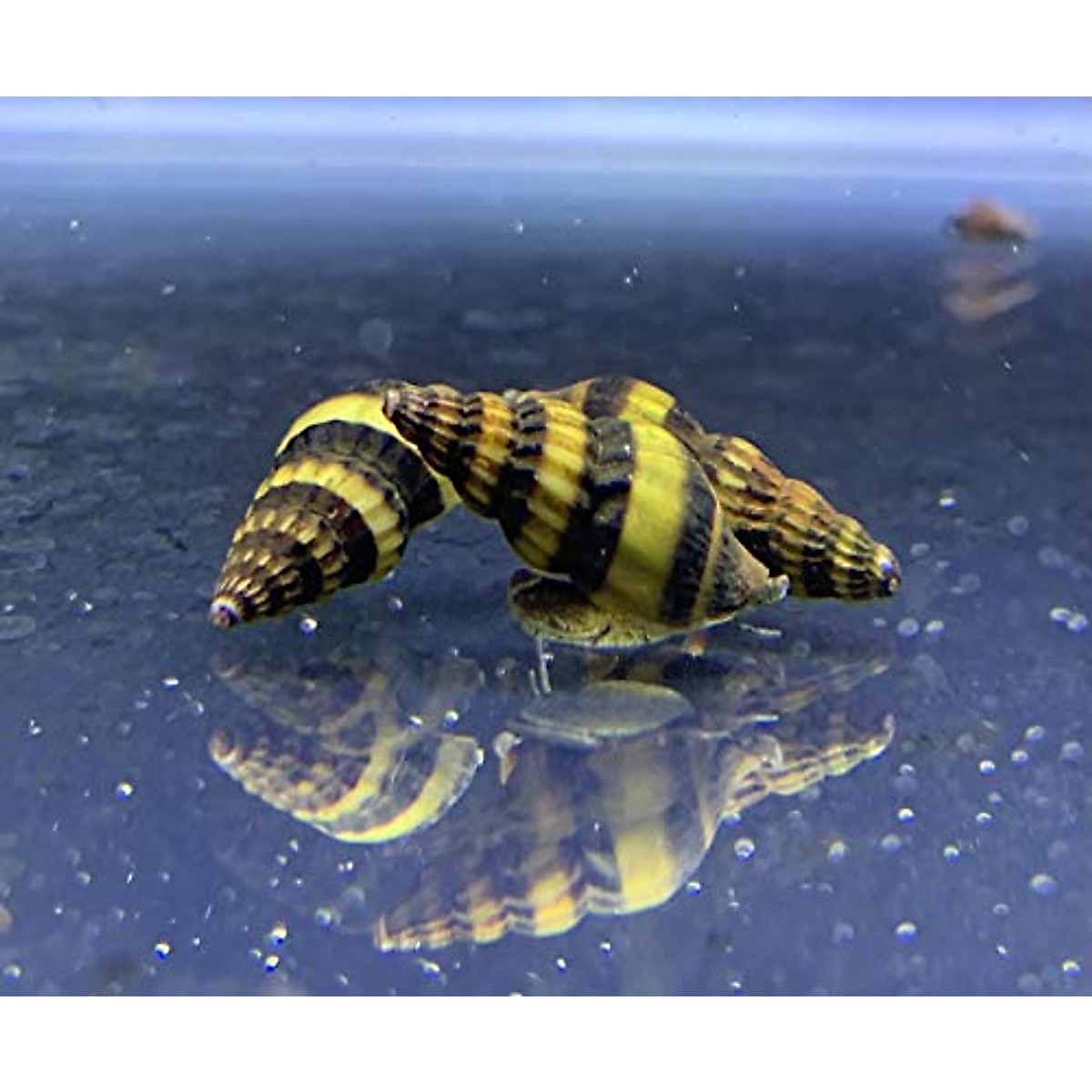 Assassin Snails x3 (Clea Helena) 1/2" to 3/4" Live Freshwater Snail Plants
