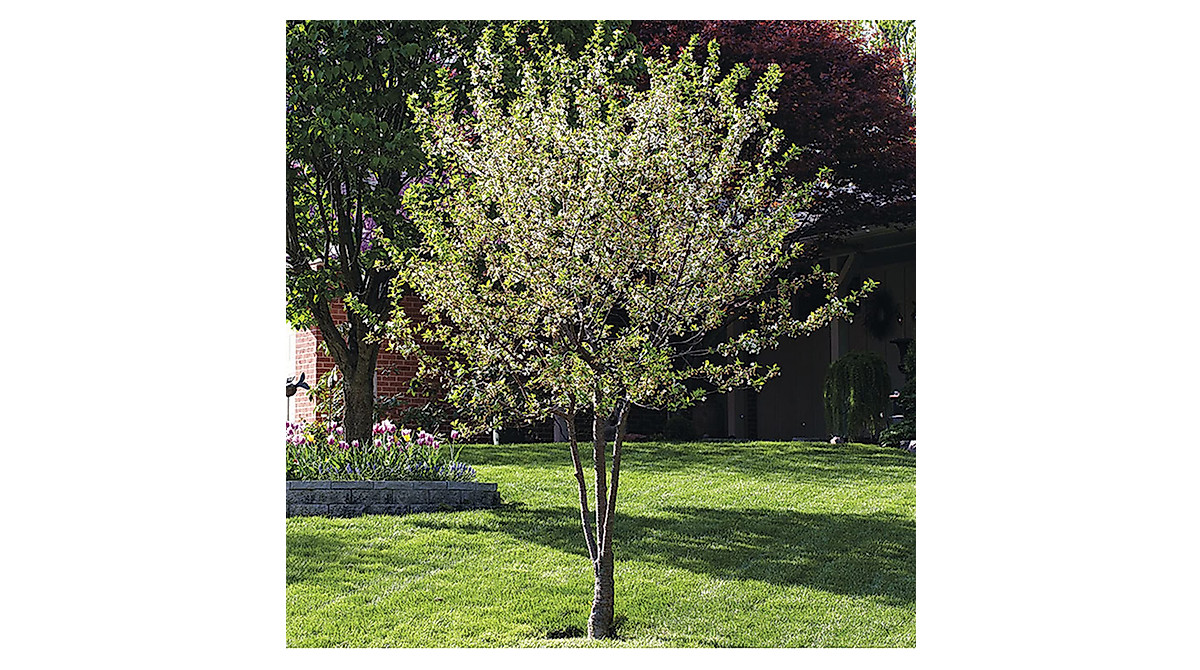 Dwarf Cherry Tree Live Plant | Grow Royal Cherry Fruits Now