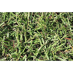 Centipede Grass Seed for a Dense Green Lawn, NO Mulch, 1 lb Coated Seeds, Sun and Moderate Shade Tolerant Lawn Seeding and Turf Patch Repair, Southern Southeast US, Low Fertilizer Low Maintenance