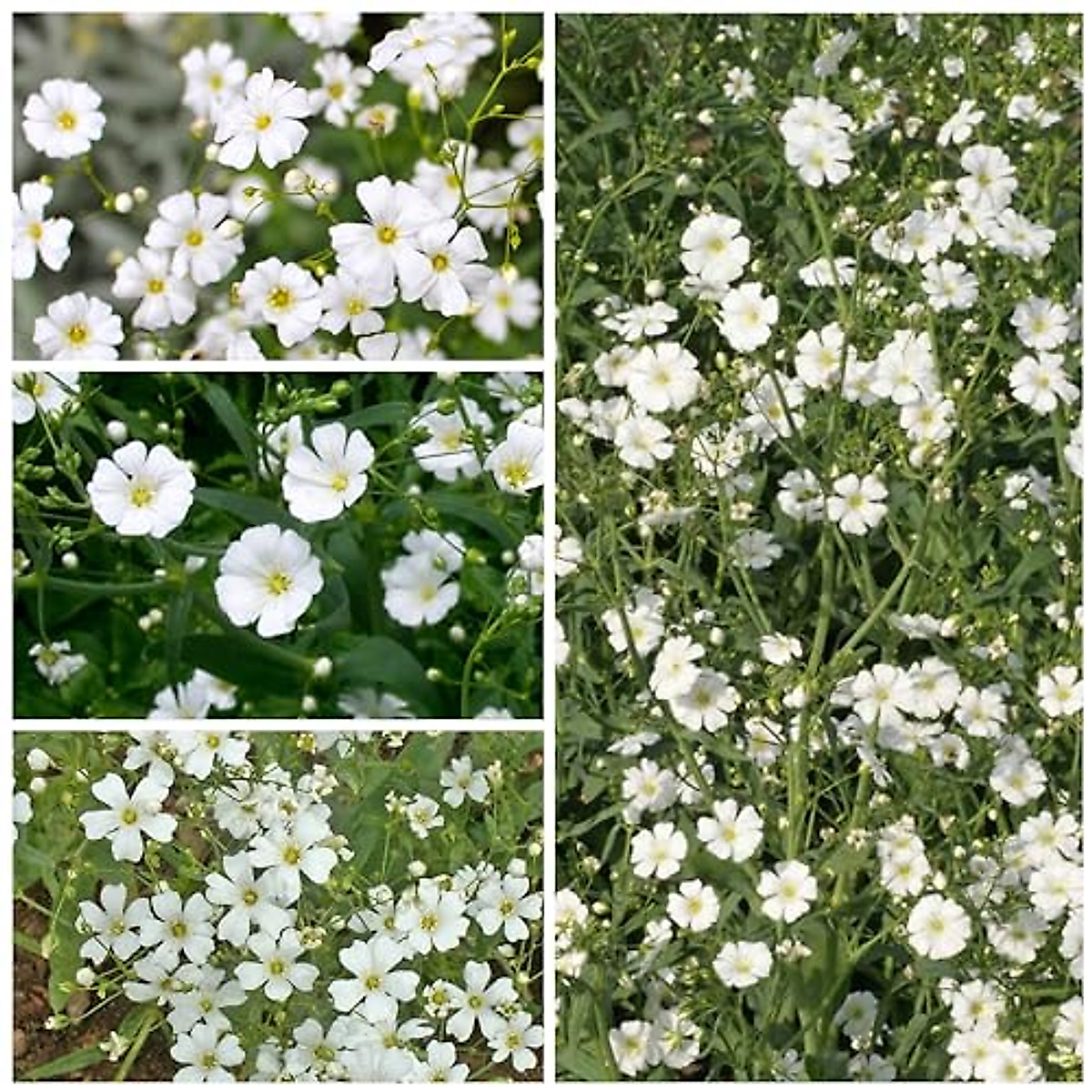 Seed Needs, White Baby's Breath Seeds - 2,000 Heirloom Seeds for Planting Gyposophila elegans (2 Packs)