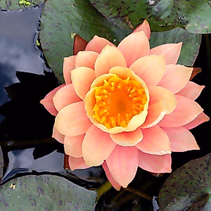 CHUXAY GARDEN Mixed Nymphaeaceae- Water Lilies 10 Seeds Bonsai Multiple Colour Bowl Lotus Seeds Decorative Pond Grows in Just Weeks