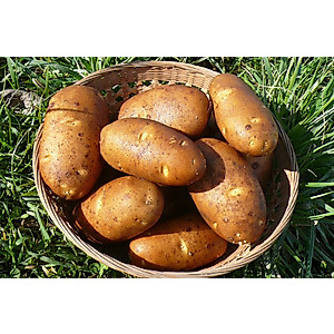 TomorrowSeeds - PRE-Order Now! Available March 2025 - Russet Seed Potatoes | USDA Certified for Growers Sz B Non GMO Brown Burbank Idaho Potato Tubers Bulbs Planting Seed 2025-1 Pound