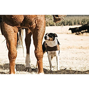 Carhartt Firm Duck Insulated Dog Chore Coat Brown/Brass