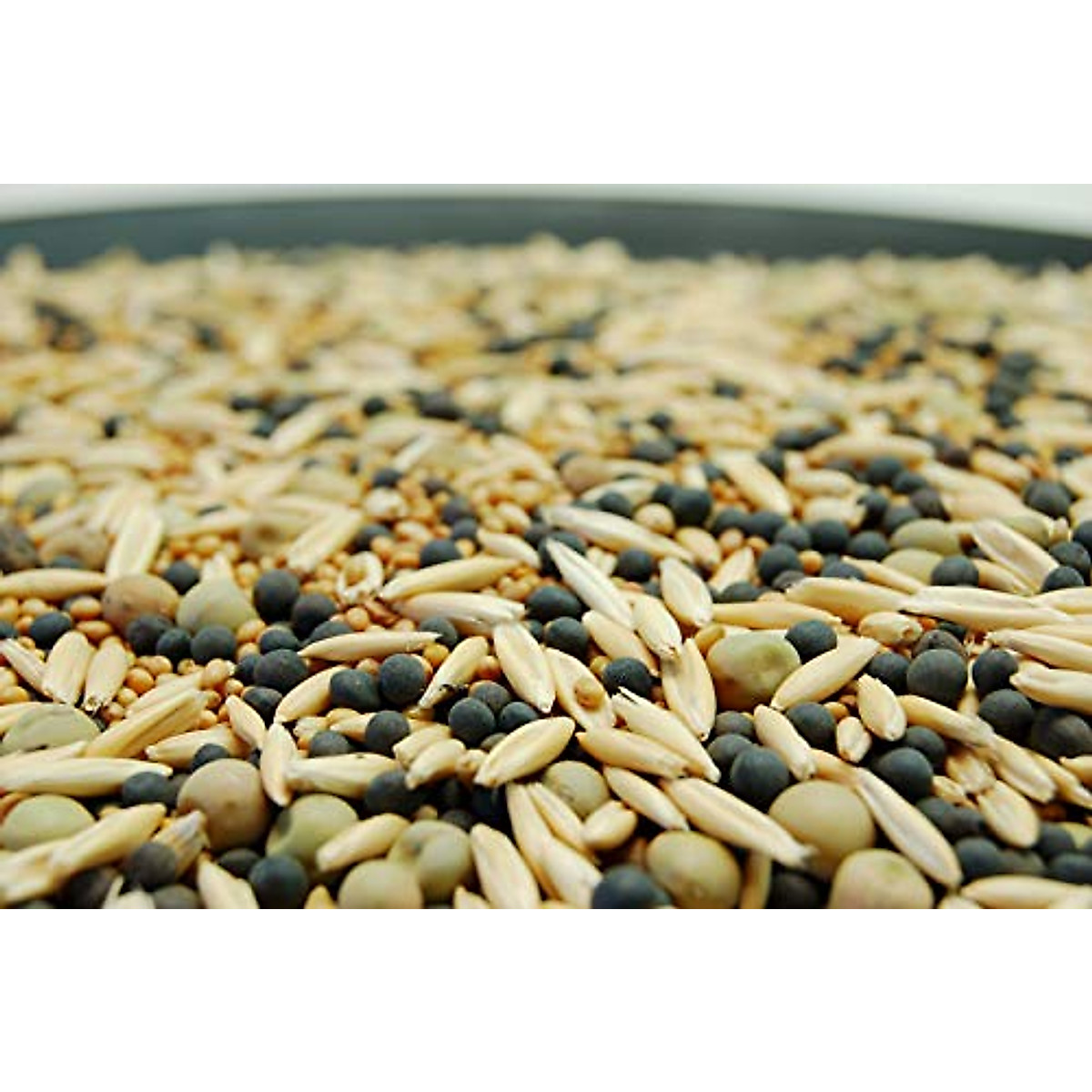 Cover Crop Seed Blend by Eretz (5lb) - Choose Size! Willamette Valley, Oregon Grown, Non-GMO, No Fillers, No Weed Seeds.
