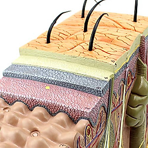 Teaching Model,Skin Anatomical Model, Skin Model, Dermatology Doctor-Patient Communication Model, Beauty Micro-Skin Anatomy Model, Plastic Anatomy Anatomy Teaching Tool