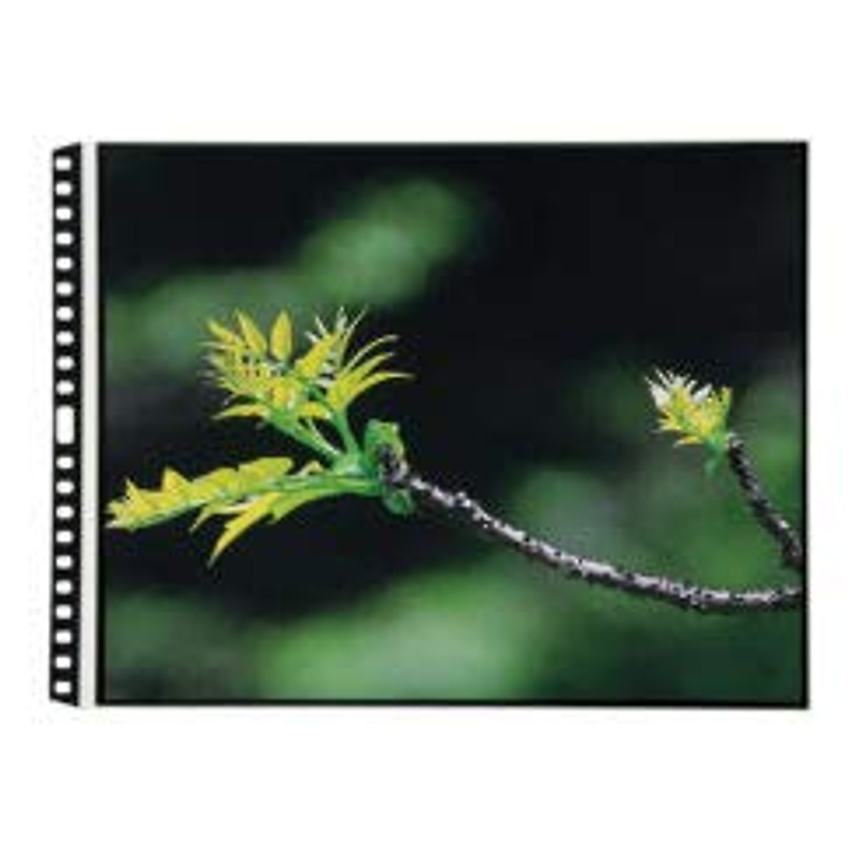 ProFolio by Itoya, Art ProFolio PolyGlass, 10-Pack Multi-Ring Binder Refill Pages - Portrait, 8.5 x 11 Inches