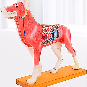 4D Vision Dog Anatomy Model, Dog Model Anatomy Teaching Tool Animal Pressure Points Veterinary Training for Animal Teaching Demonstration, Pet Clinic Veterinary TrainingSchool Teaching Tool