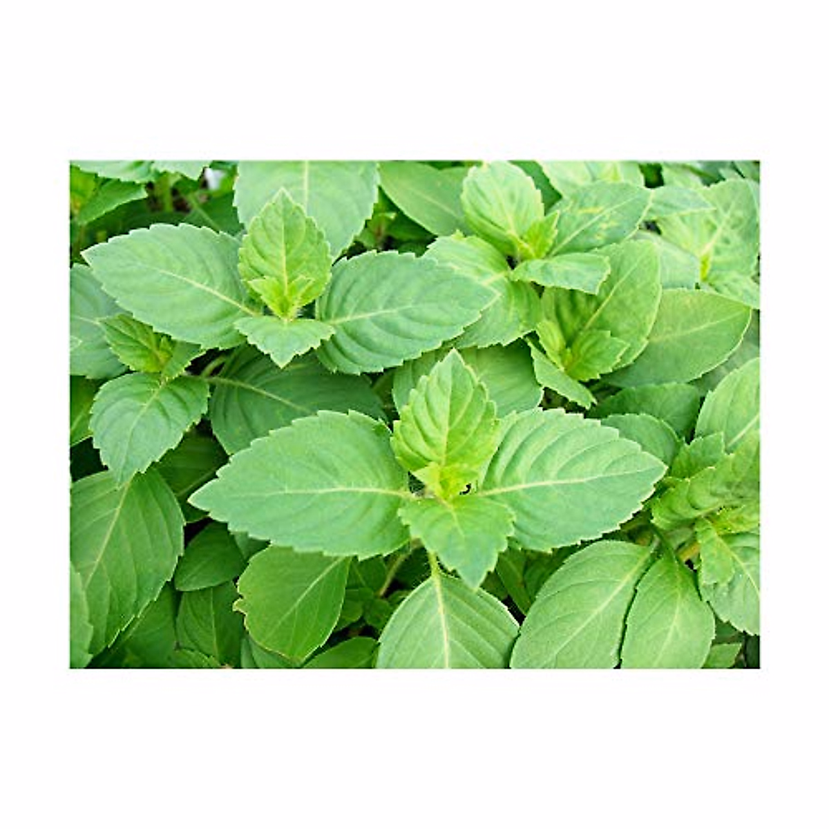 100+ Indian Rama Tulsi Holy Sacred Basil Seeds Green Leaf Heirloom Non-GMO Tulasi Herb Grows Big Fragrant Grown in USA