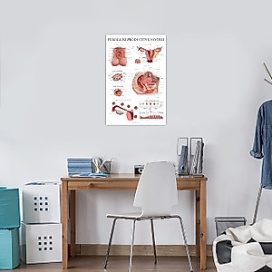 Palace Learning Laminated Female Reproductive System Anatomical Chart - Female Anatomy Poster - 18" x 24"