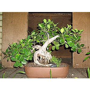 Chinese Banyan Tree - Weeping Fig Tree - Ficus - 4" Pot