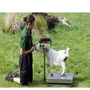 Stainless Steel Bench Scale: 800lbs Capacity, Lb/Kg/Oz Units, 0.05lb Readability, 18"x24" Platform - Accurate, Durable, Portable - Ideal for Aviation, Warehouse, Shipping, and Production Floors