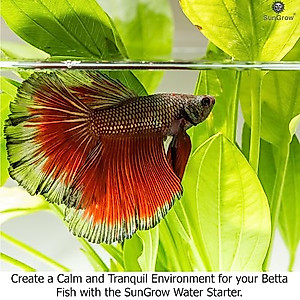 Sungrow Betta Water Starter with Aloe Vera Extract, For Aquarium & Pond, Develops Betta's Protective Slime Coat