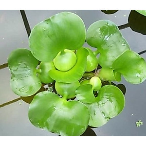 3 Water Lettuce + 3 Water Hyancinth Bundle + Moneywort - Floating Live Pond Plants + Marginal Plant