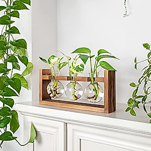 Ivolador Tabletop Propagation Station,Plants Terrarium Glass Bulb Terrarium with Retro Solid Wooden Stand for Hydroponics Plants Home Garden Wedding Décor (3 Bulbs)