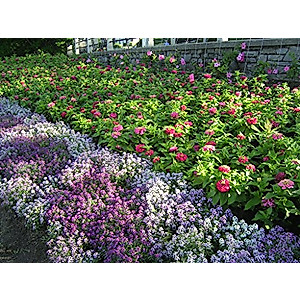 Alyssum Royal Sweet Carpet Seeds - Lobularia maritima - B151 (2000 Seeds)