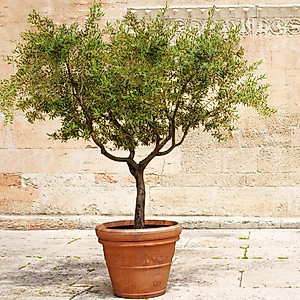 Arbequina Olive Tree - Beautiful Live Plant - 6 Inch Pot - Grow Your Own Olives Indoors - Olea Europaea