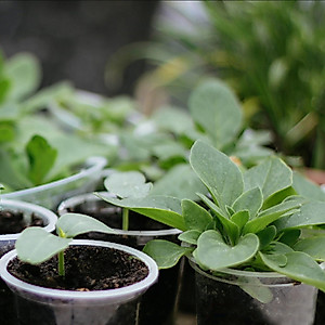 OUPSAUI 36 Pack 7/6/5/3.5 Inch Clear Nursery Pots Variety Pack, Clear Plastic Nursery Pot for Plants, Durable Seed Starting Pot with Drainage Holes, Flexible Transparent Pot for Succulents