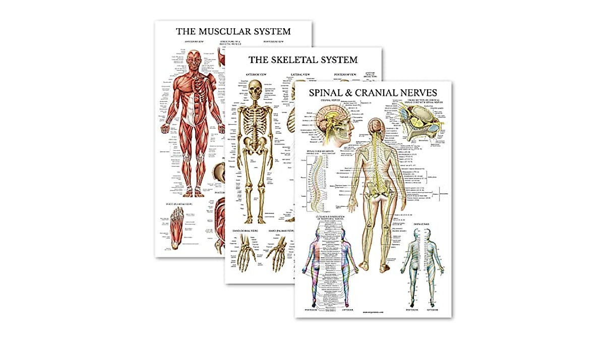 Palace Learning 3 Pack - Muscle + Skeleton + Spinal Nerves Anatomy ...