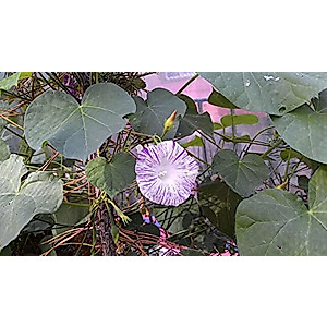 RAISE ME UP: Seeds Morning Glory Harlequin Mix Annual Flowers
