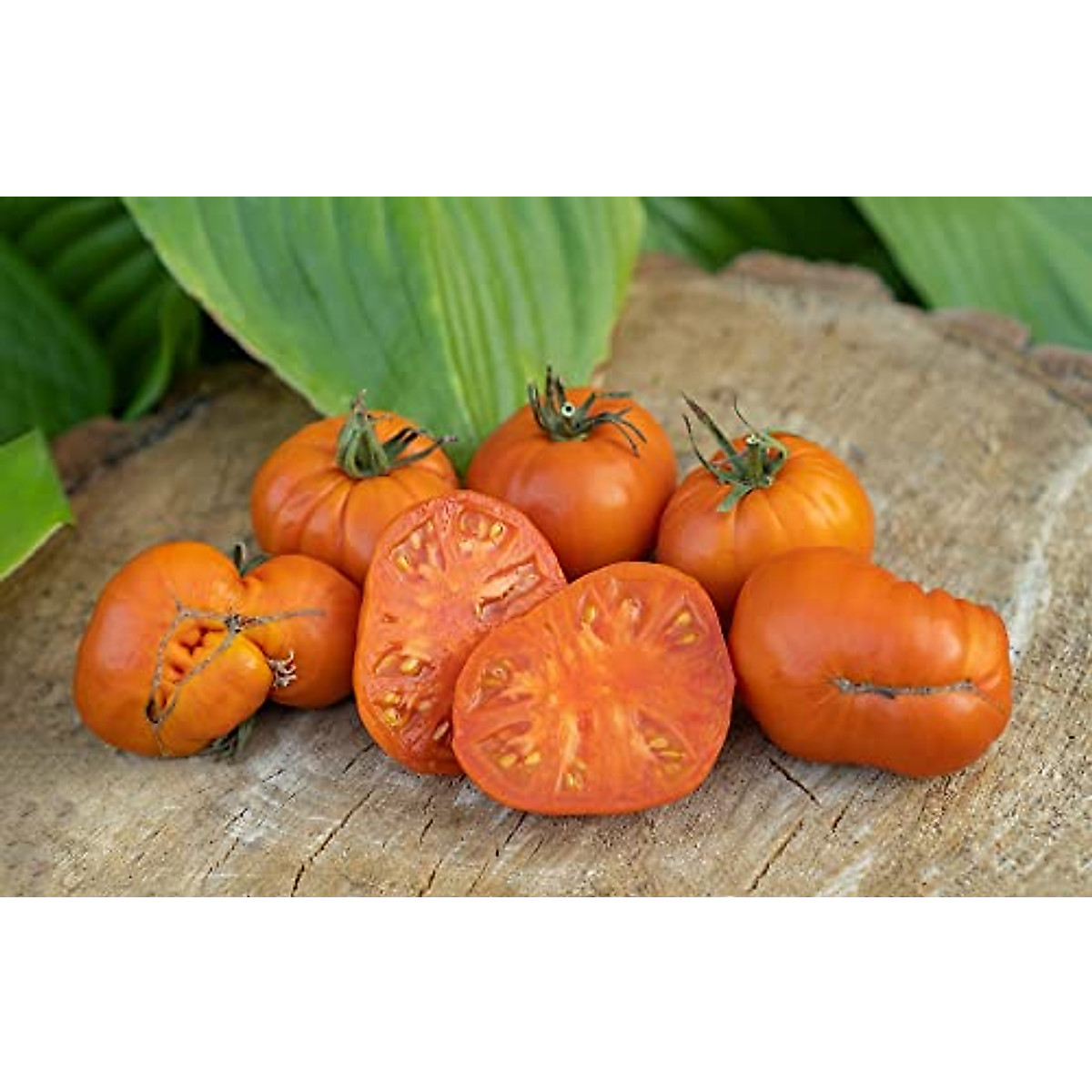 Amana Orange Beefsteak Heirloom Tomato Seeds for Planting, 50+ Heirloom Seeds Per Packet, Non GMO Seeds, (Isla's Garden Seeds), Botanical Name: Lycopersicon esculentum, Great Home Garden Gift
