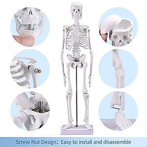 17.7" Human Skeleton Model Anatomical Mini Skeleton Model with Metal Stand, Anatomy Skeleton Model Small with Removable Arms and Legs for Dental Office, Science Lab and Classroom