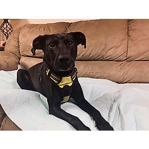 Posh Mattress Pad Protector 2 Pak 34x36 Incontinence Potty Training Pets