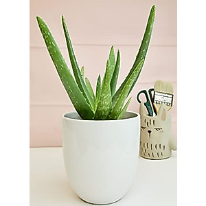 Aloe Vera Plant Live Succulent Plants, Live Aloe Vera Plant Succulents, Live Aloe Plant in Aloe Plant Pot, Aloe Plants Live Indoor Plants, Live Aloe Vera Plant Indoor House Plants by Plants for Pets