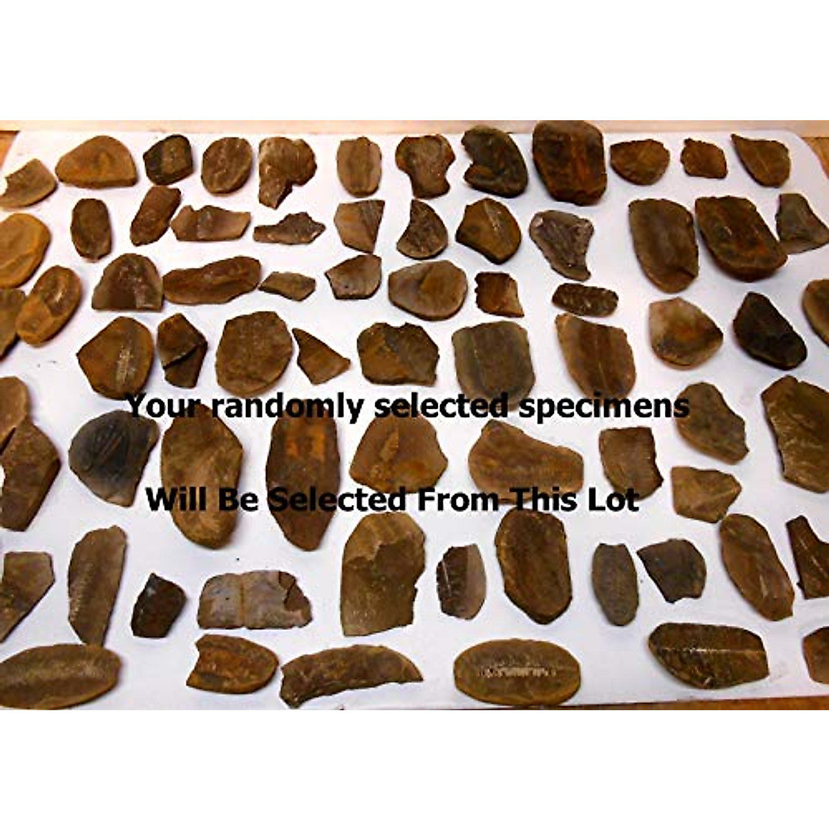 300 Million Yr Old Fern Fossil from Mazon Creek, Illinois w/Free Display Stand, Fact Sheet & 2nd Fossil