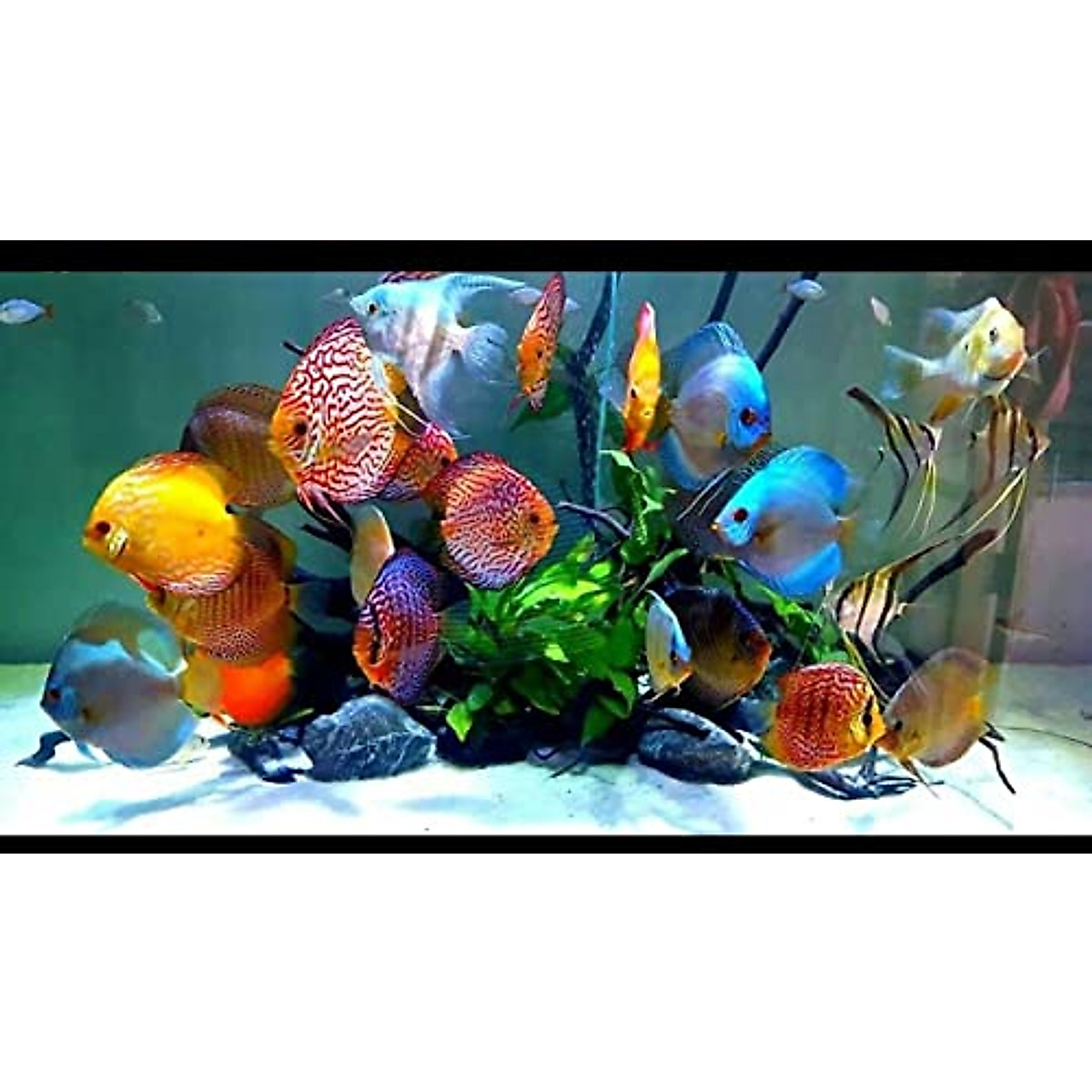 Smarttemp Thermometer