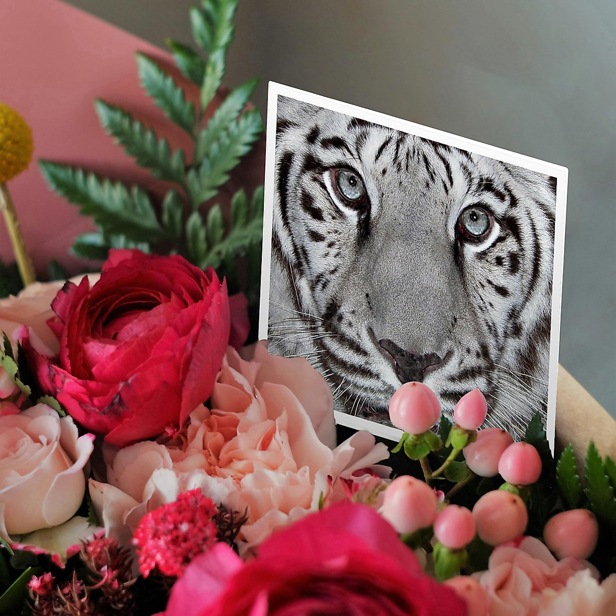 3dRose White Tiger with a Little Tonque - Greeting Cards, 6 x 6 inches, set of 6 (gc_62816_1)