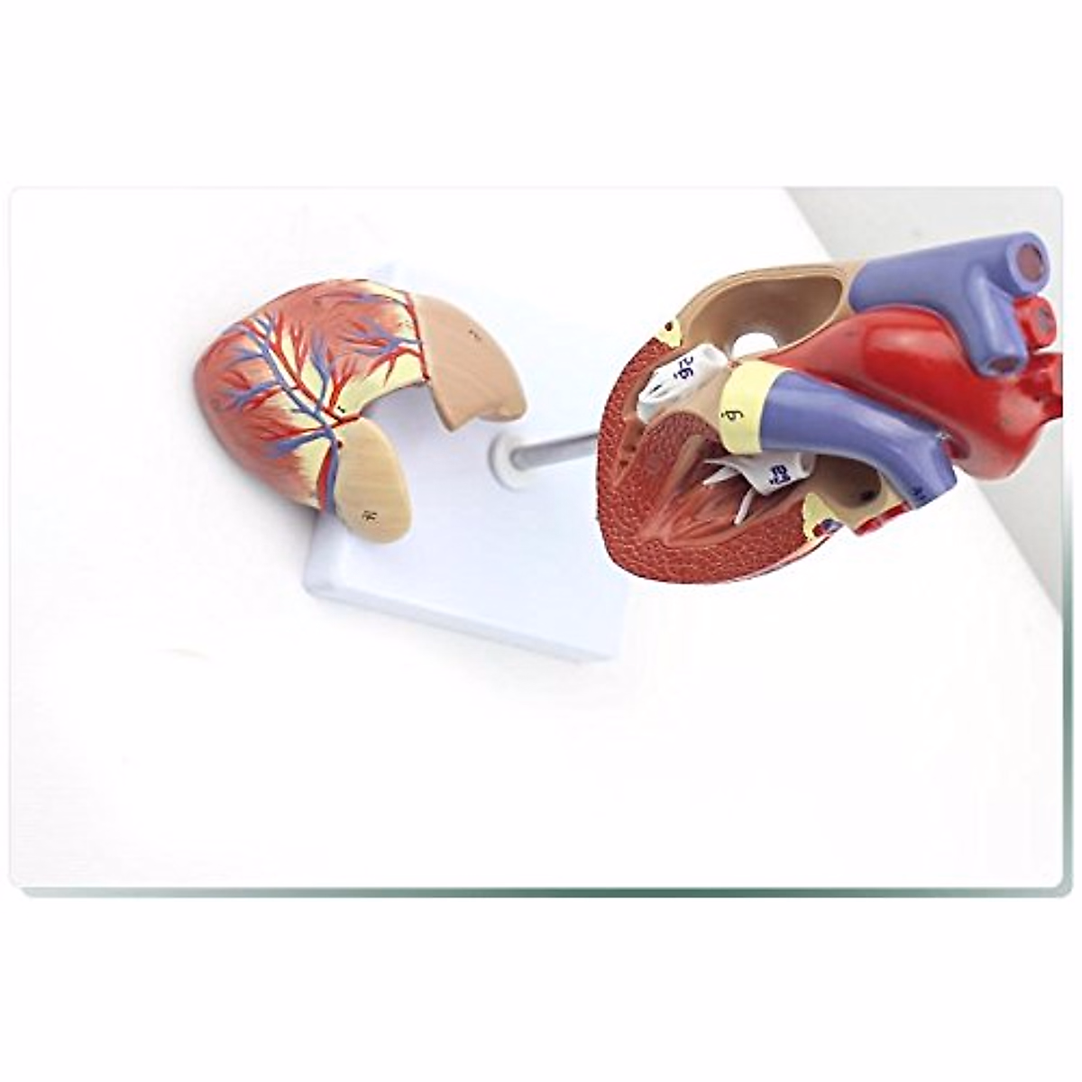 Genuine 1: 1 human heart model B-color ultrasound medical cardiology cardiac anatomy teaching model