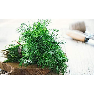 Gaea's Blessing Seeds - Dill Seeds - Mammoth Long Island - Non-GMO Seeds with Easy to Follow Instructions - Heirloom 88% Germination Rate Net Wt. 3.0g