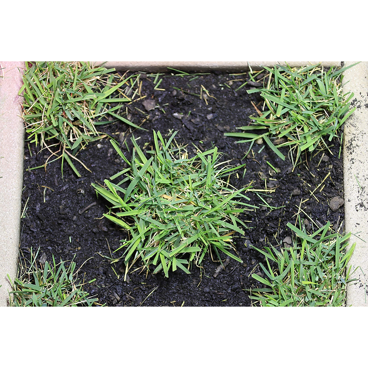 Zoysia Plugs - 50 Large Grass Plugs - Drought Tolerant, Low Maintenance EZPLug