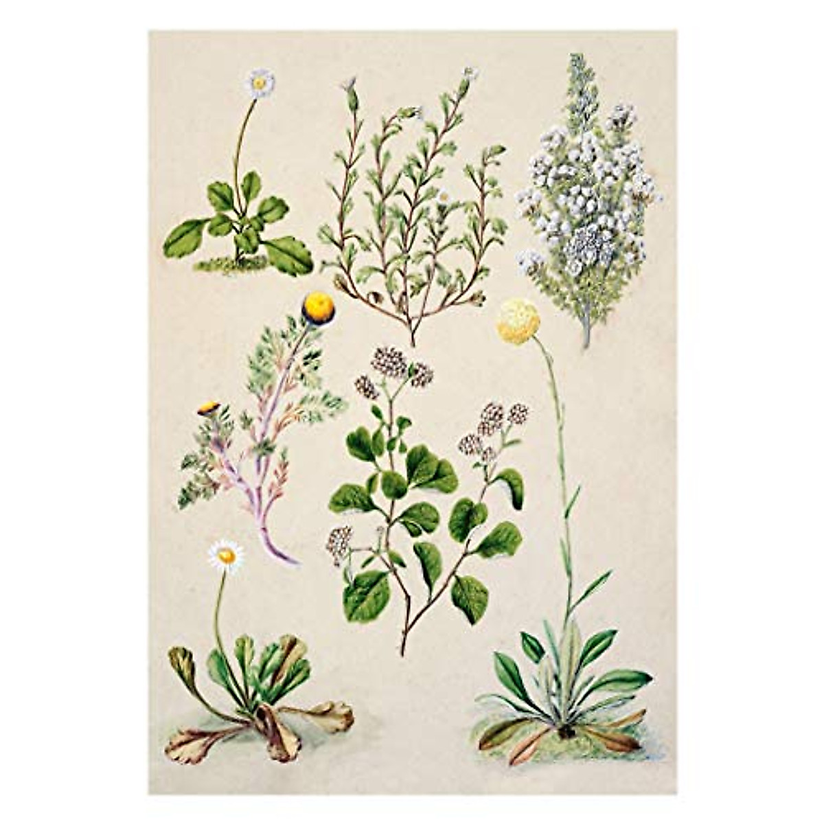 Ink Inc. Botanical Prints Floral Wildflowers Wall Art Prints - Set of 9-5x7- Matte - Unframed