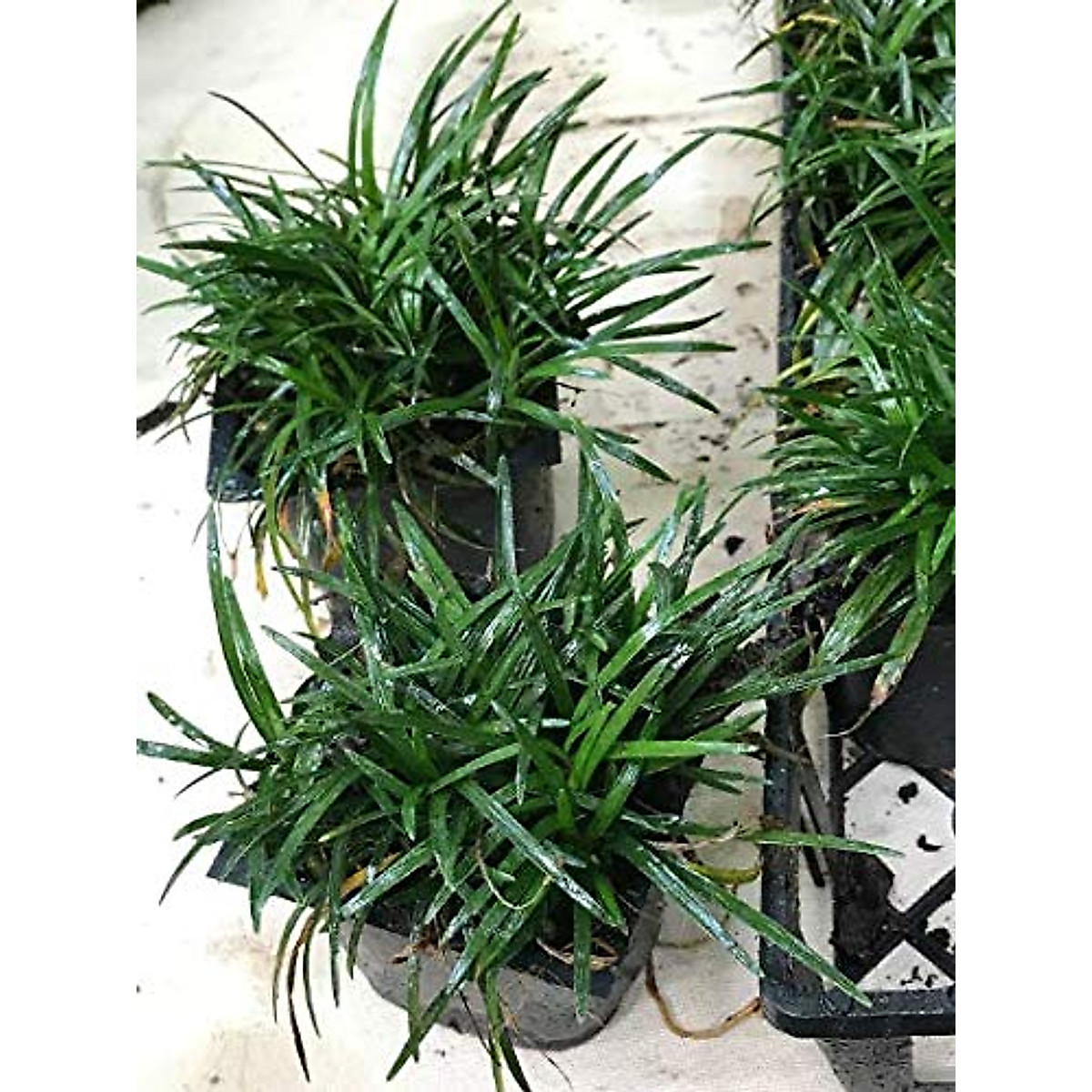 Dwarf Mondo Grass Qty 90 Live Plants Shade Loving Evergreen Ground Cover
