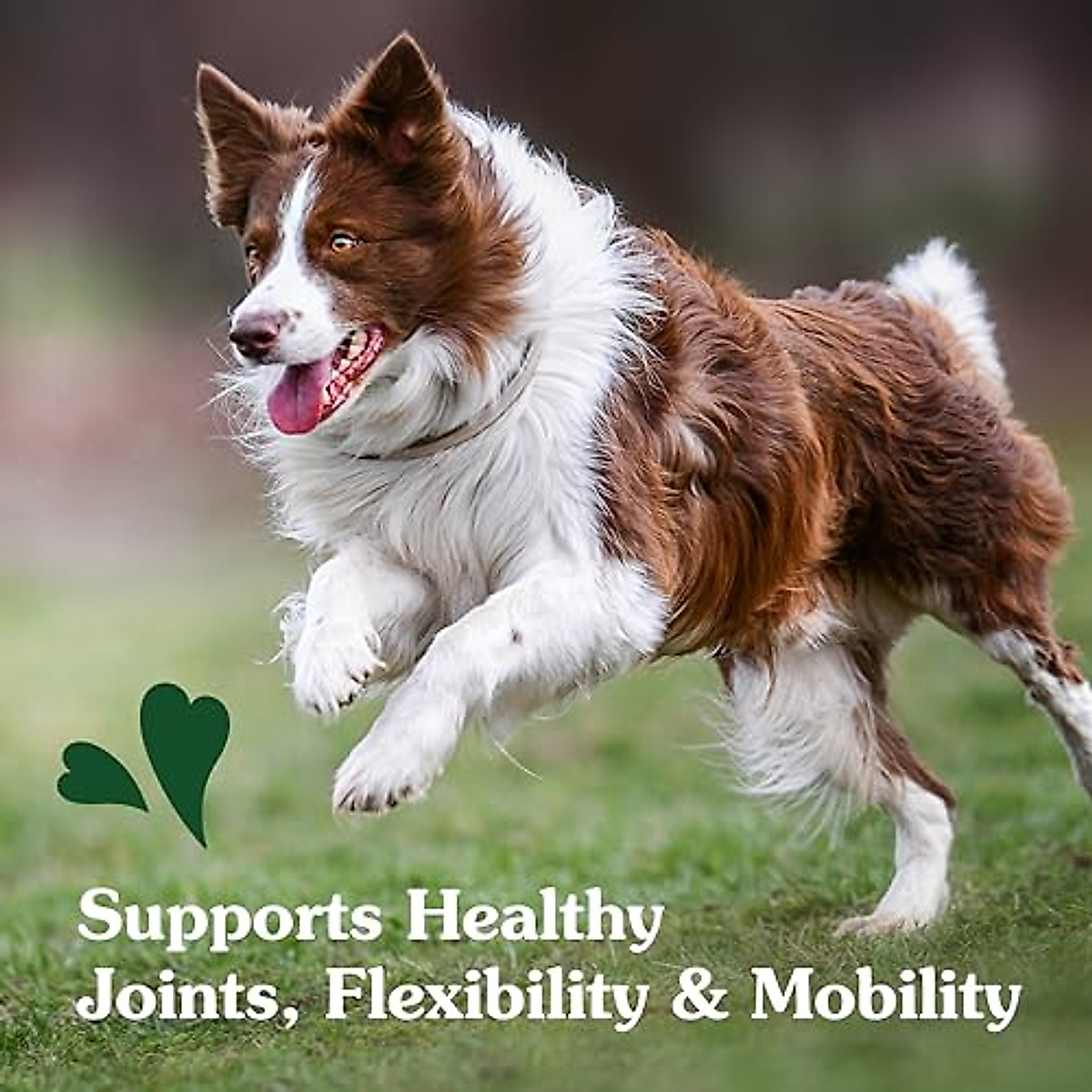 Greenies Supplements Hip and Joint Supplements for Dogs, Chicken Flavor, 30 Count Soft Chews Dog Joint Supplements, 6.08 oz.