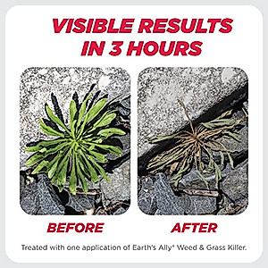 Earth's Ally Weed and Grass Killer | Safe, Pet-Friendly Natural Weed Control Spray for Patios, Driveways & Sidewalks, Ready-to-Use 24oz - Bee Safe, No Glyphosate Weed Killer