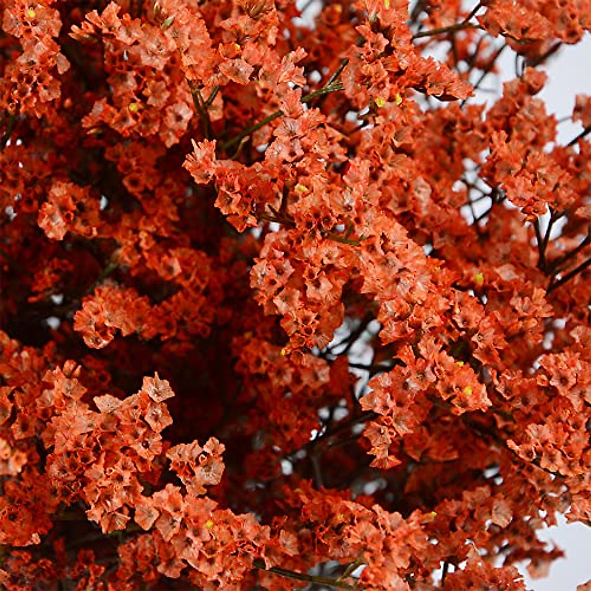 QAUZUY GARDEN 500 Seeds Muti-Colored Statice Flowers Seeds Showy Everlasting Garden Cut Flowers for Dried Arrangements & Bouquets