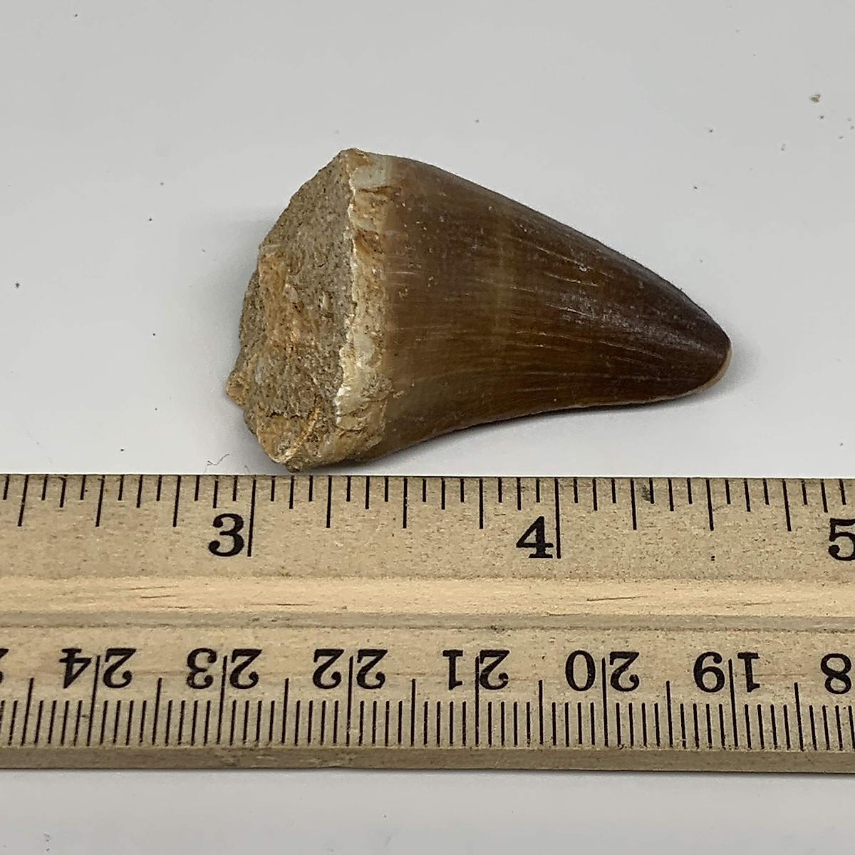 20.8g, 1.7"x1"x0.8" Fossil Mosasaur Tooth Reptiles, Cretaceous from Morocco,B12802