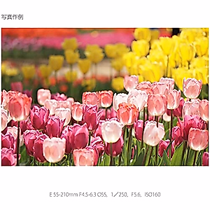 SONY E 55-210mm F4.5-6.3 Lens for SONY E-Mount Cameras (Black) (Renewed)