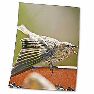3dRose Colorado, Frisco. Pine Siskin bird - US06 BJA0075 - Jaynes Gallery - Towels (twl-88835-2)