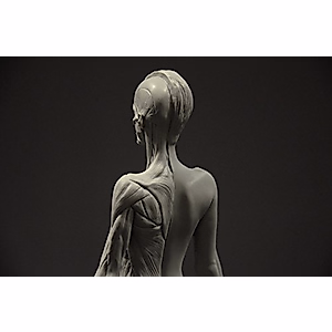 Female Anatomy Figure: 10.5-inch Anatomical Reference for Artists (Grey)
