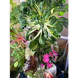 EXO Garden Hydroponic Growing System Vertical Tower - Vegetable Plant Tower Gift for Gardening Lover - Automate Aeroponics Mini Indoor Outdoor Home Grow Herb