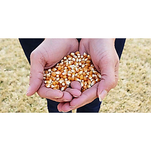 Preferred Popcorn Non-GMO Popcorn, 28 Ounce bag, Pack of 4, 30 Servings Per Bag