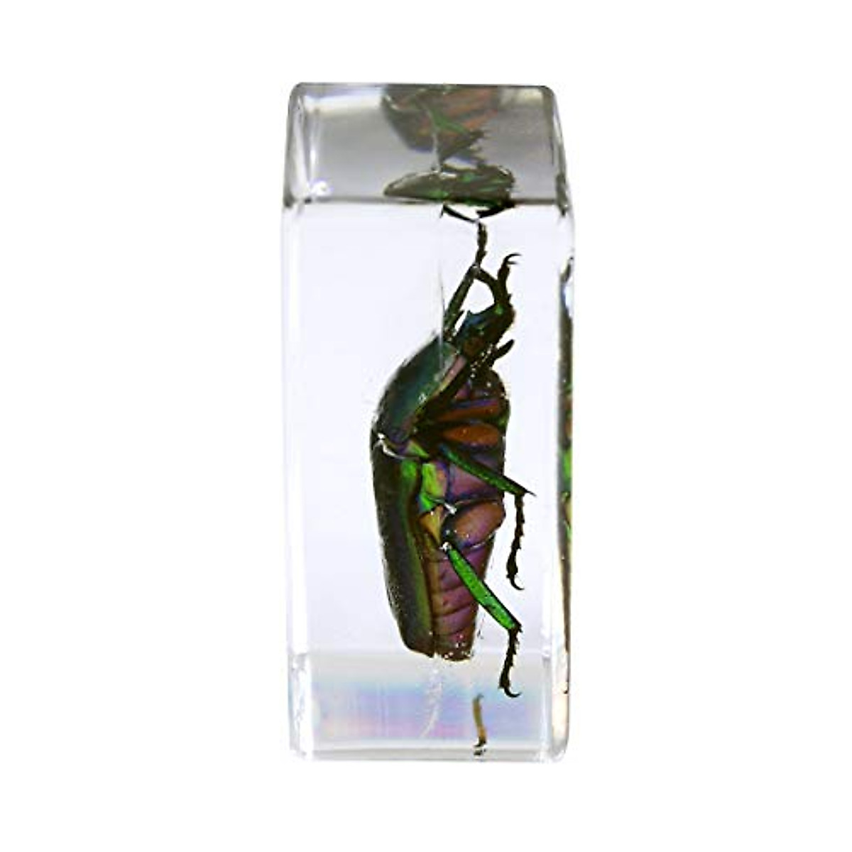 Celestron – Real 3D Bugs in Clear Resin – 4pc Set Includes Wasp, Ant, Chafer, and Beetle Specimens – Perfect for Science Eduction and Classroom – Use with Digital and Stereo Microscopes