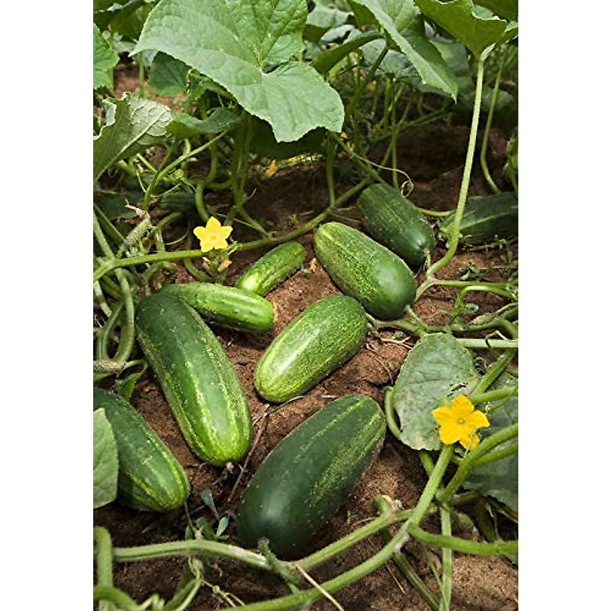 Carolina Cucumber Seeds for Planting, 100+ Heirloom Seeds Per Packet, (Isla's Garden Seeds), Non GMO Seeds, Botanical Name: Cucumis sativus, Great Home Garden Gift