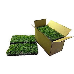 Zoysia Plugs - 100 Full Zoysia Grass Plugs | Mature Roots | Individually Grown